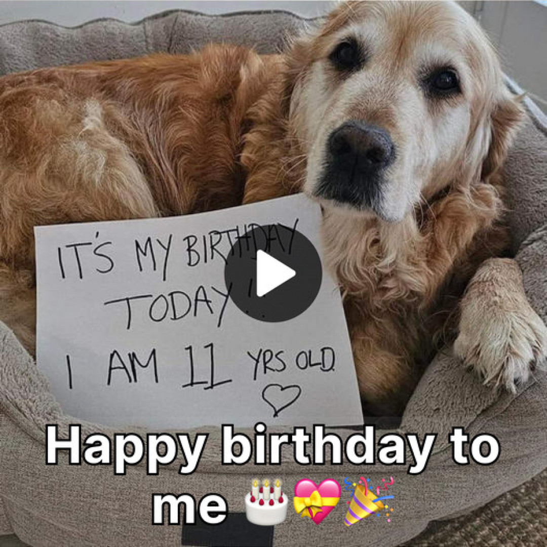 Celebrating Ginger: A Tale of Loneliness and Love on Her 11th Birthday ...