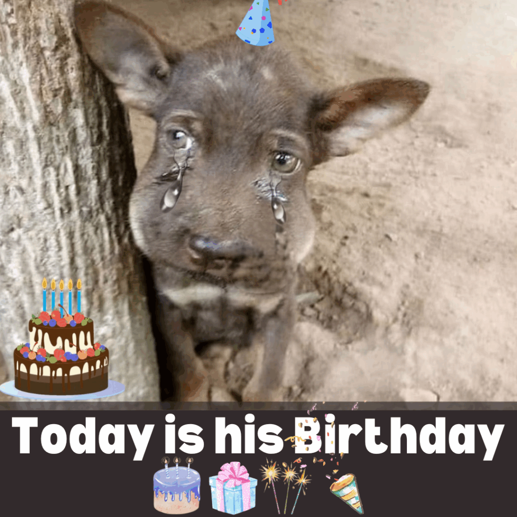 A Compassionate Birthday Tribute to a Lost, Emaciated Dog - Floor ...
