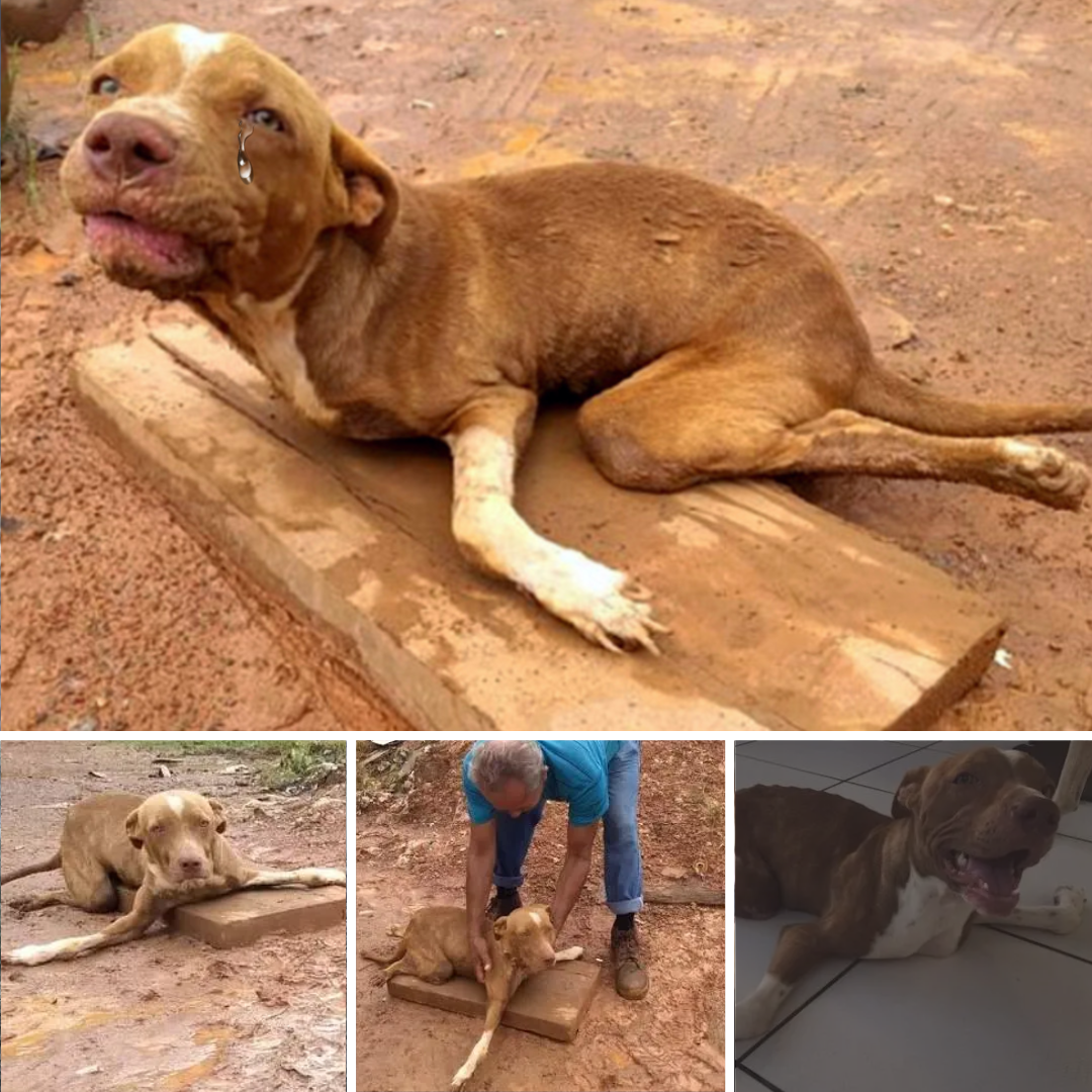 Though physically challenged, the disabled dog remains steadfastly ...