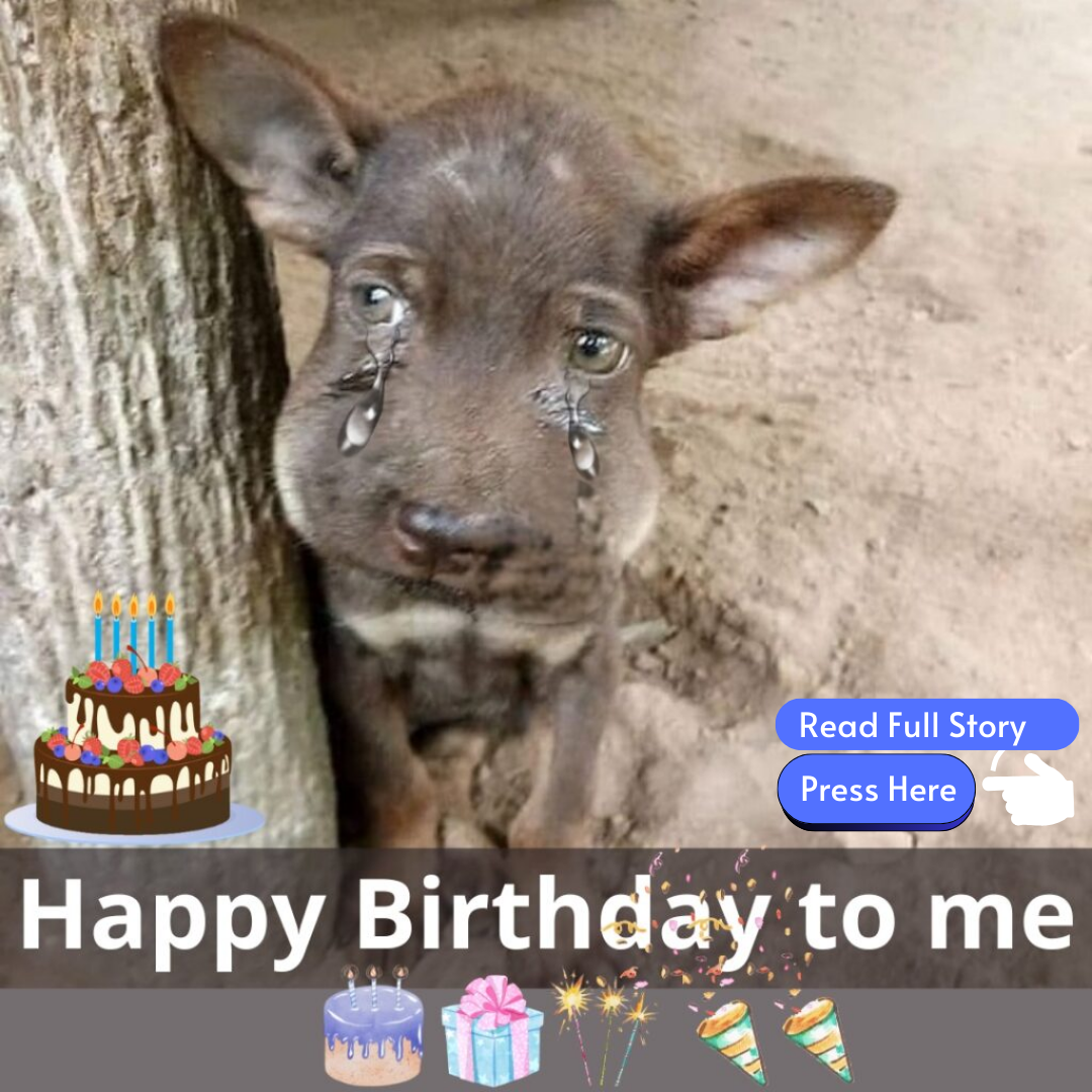 A Compassionate Birthday Tribute to a Lost, Emaciated Dog. p3 - Floor ...