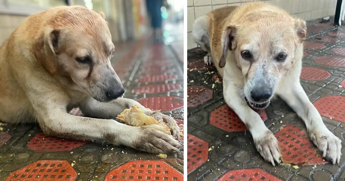 Heartwarming Moment as Starving Muzzled Dog Eats After Days of Waiting ...