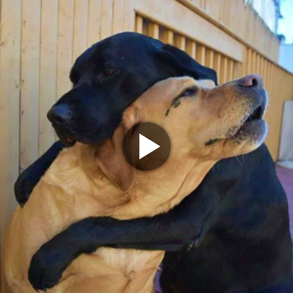 An Emotionally Charged Reunion: Stray Dogs Embrace After 8 Months ...