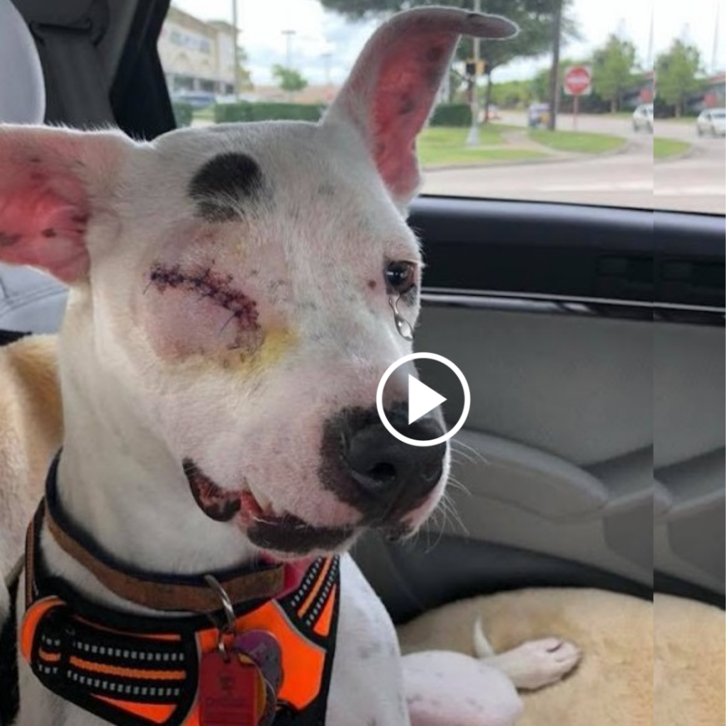 “The Dog Who Was Mistreated and ɩoѕt an eуe Now Lives Her Best Life ...