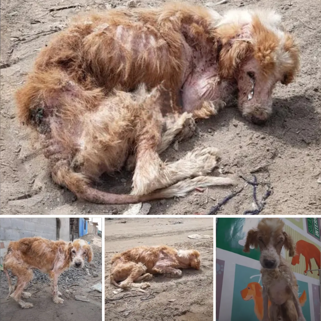 Rising from the Ashes: The Incredible Journey of a Dog from ...