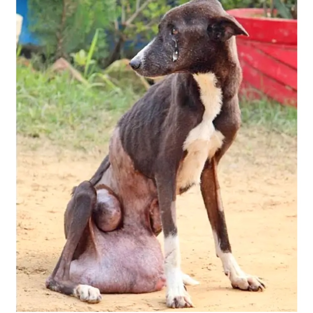A Decade of Agony: Aged Stray Dog Afflicted by Enormous Tumor, Enduring ...