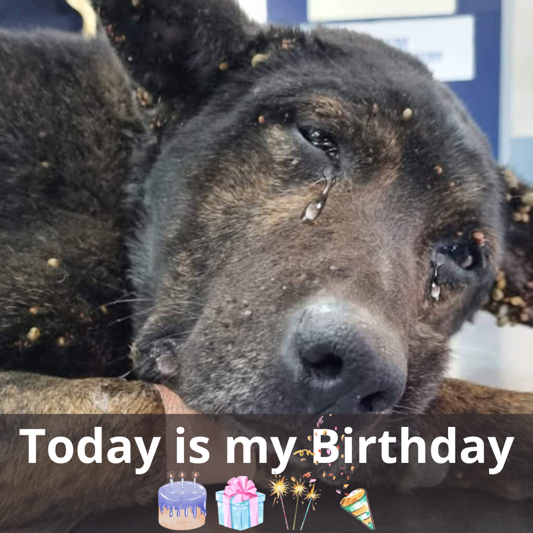 A Birthday of Hope 2: The Story of a Resilient Soul - Floor Cleaning ...