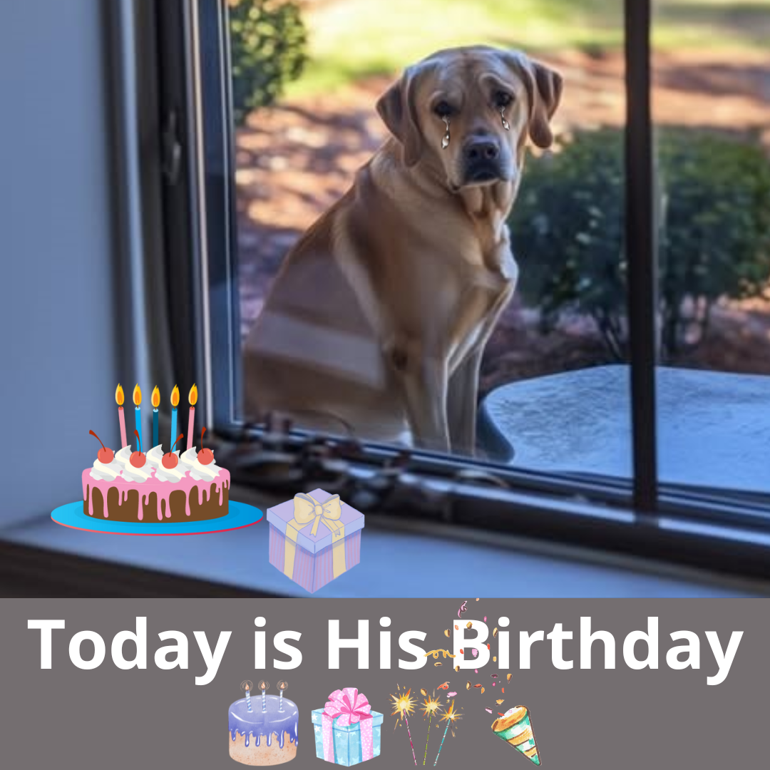 A Loyal Dog’s Heartfelt Journey: Finding Closure After Loss and ...