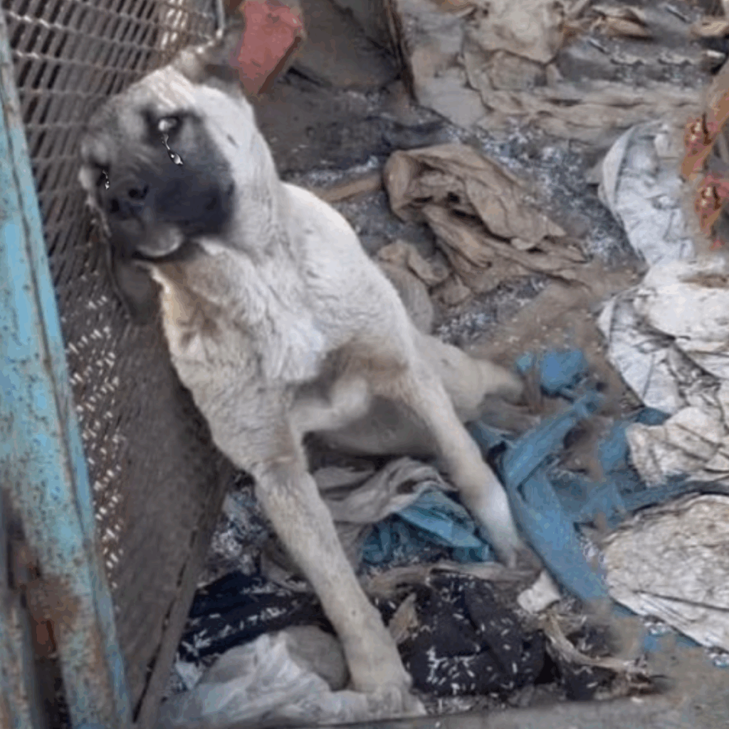 Sunko’s Story – A Journey of Pain, Courage, and Survival - Floor ...