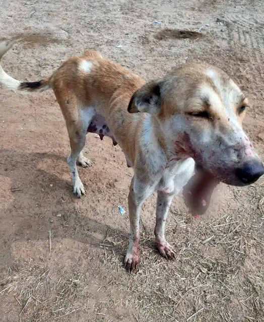 Incredible Canine Resilience: The Struggling Dog’s Remarkable Survival ...