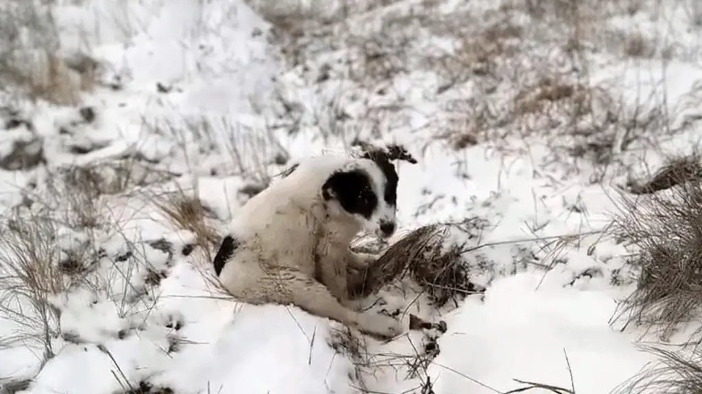Abandoned and Broken: How a Puppy Named Mitenka Found His Way Back to ...