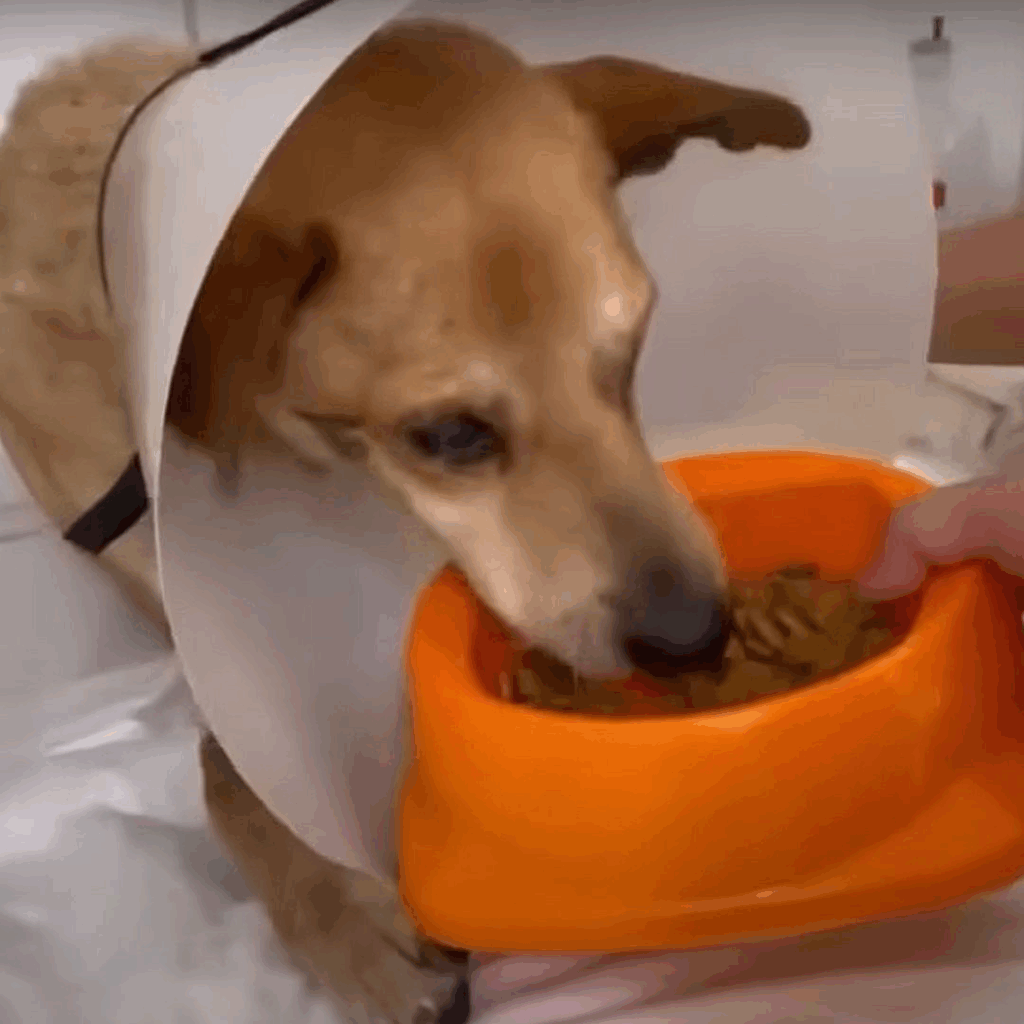 He Lay Trembling by the Tracks, Yet His Eyes Still Searched for Someone ...