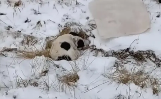 Abandoned and Broken: How a Puppy Named Mitenka Found His Way Back to ...