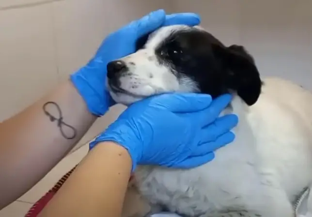 Abandoned and Broken: How a Puppy Named Mitenka Found His Way Back to ...