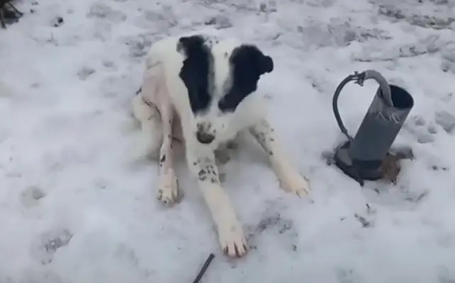 Abandoned and Broken: How a Puppy Named Mitenka Found His Way Back to ...