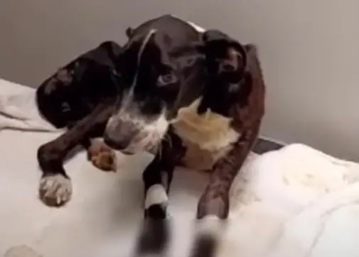 Left Behind After 10 Years: Bastian’s Unbreakable Bond with a Tattered ...