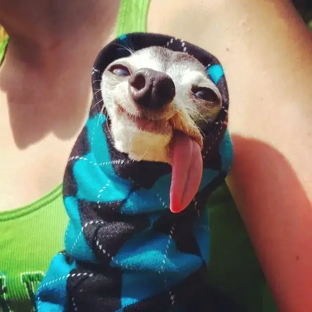 Meet Zappa: The Senior Pup Who Proves Beauty Comes in All Forms - Floor ...