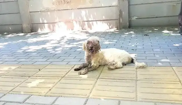 Heartbreaking Story of Xiao Fu: The Abandoned Dog Who Faced a Giant ...