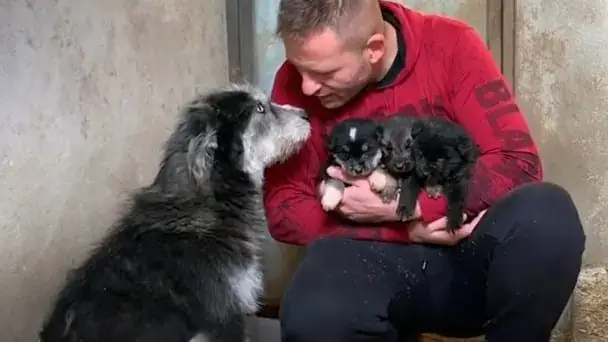 Stray Dog Seeks Help from a Kind Stranger to Save Her Pups - Floor ...