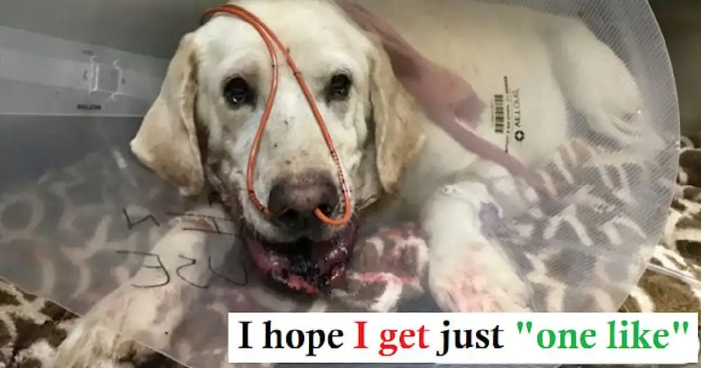 Brave Labrador Rescues Teen Owner from Rattlesnake Attack - Floor ...