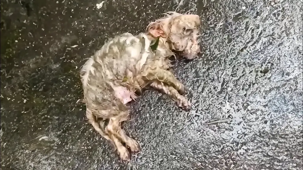 A Muddy Miracle: The Day a Lifeless Pup Taught Us the Power of Hope ...