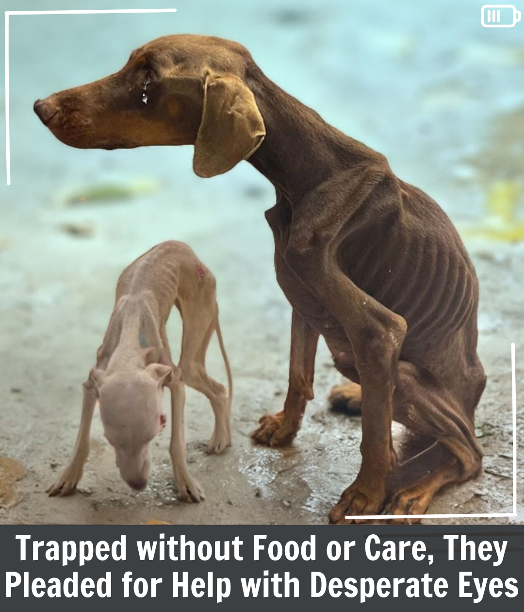 Locked Away and Starved, These Dogs Begged for Rescue - Floor Cleaning ...