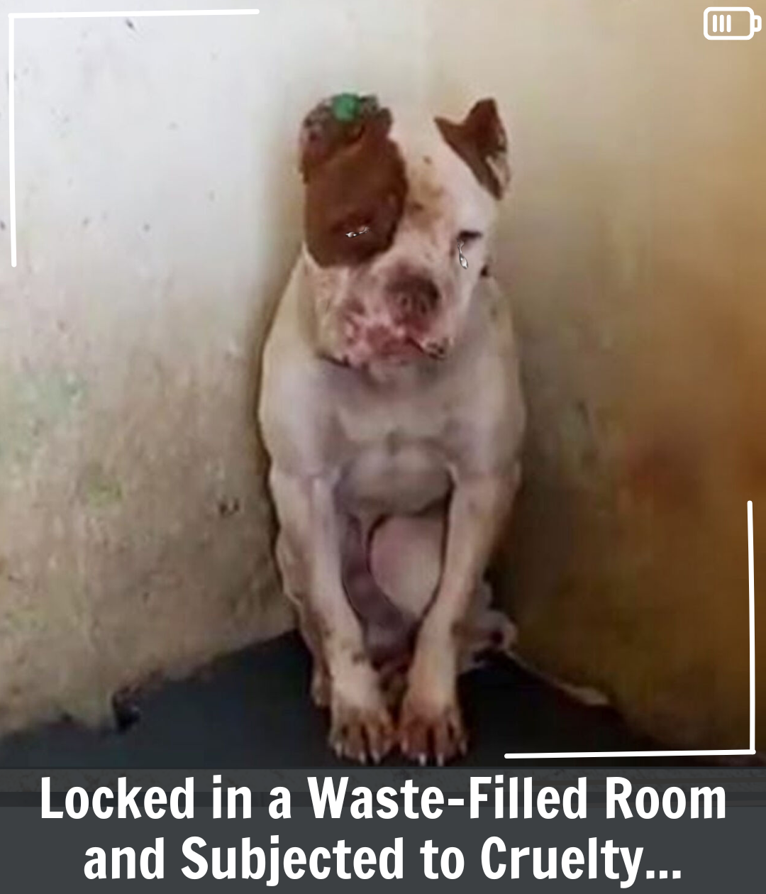 Neglected Dog Rescued from Darkness Finds Love and a New Home - Floor ...
