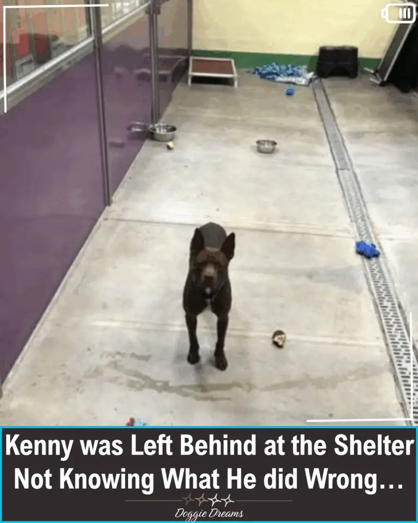 Kenny the Pit Bull: From Being Left Behind at the Shelter to Finding ...