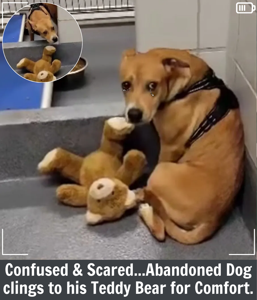 Abandoned Dog Clings to Teddy Bear for Comfort After Entering Shelter ...