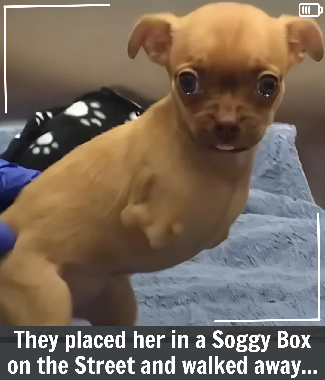 Tiny Dog Born Without Front Legs Goes From Street to Forever Home ...