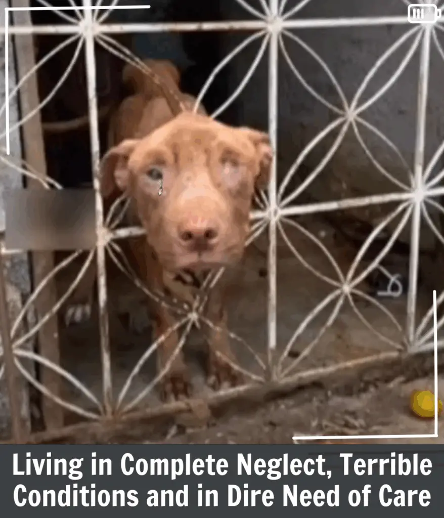Neglected Pit Bull Thor Rescued From Squalor: A Journey Toward Healing ...