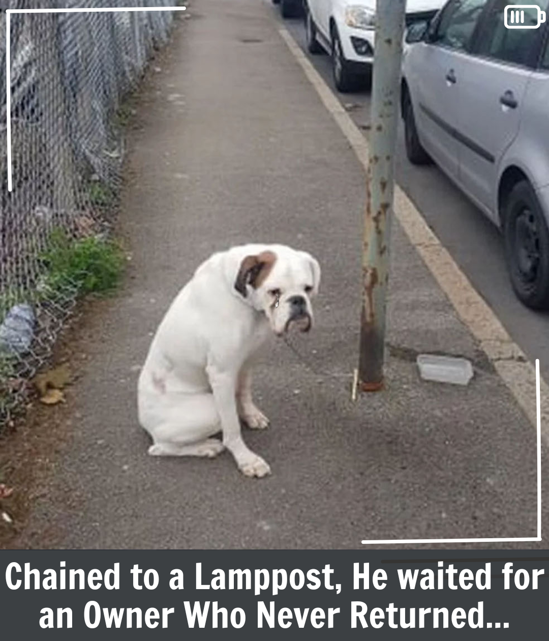 A Sweet Boxer Found Chained to a Lamppost Finds Hope Again - Floor ...