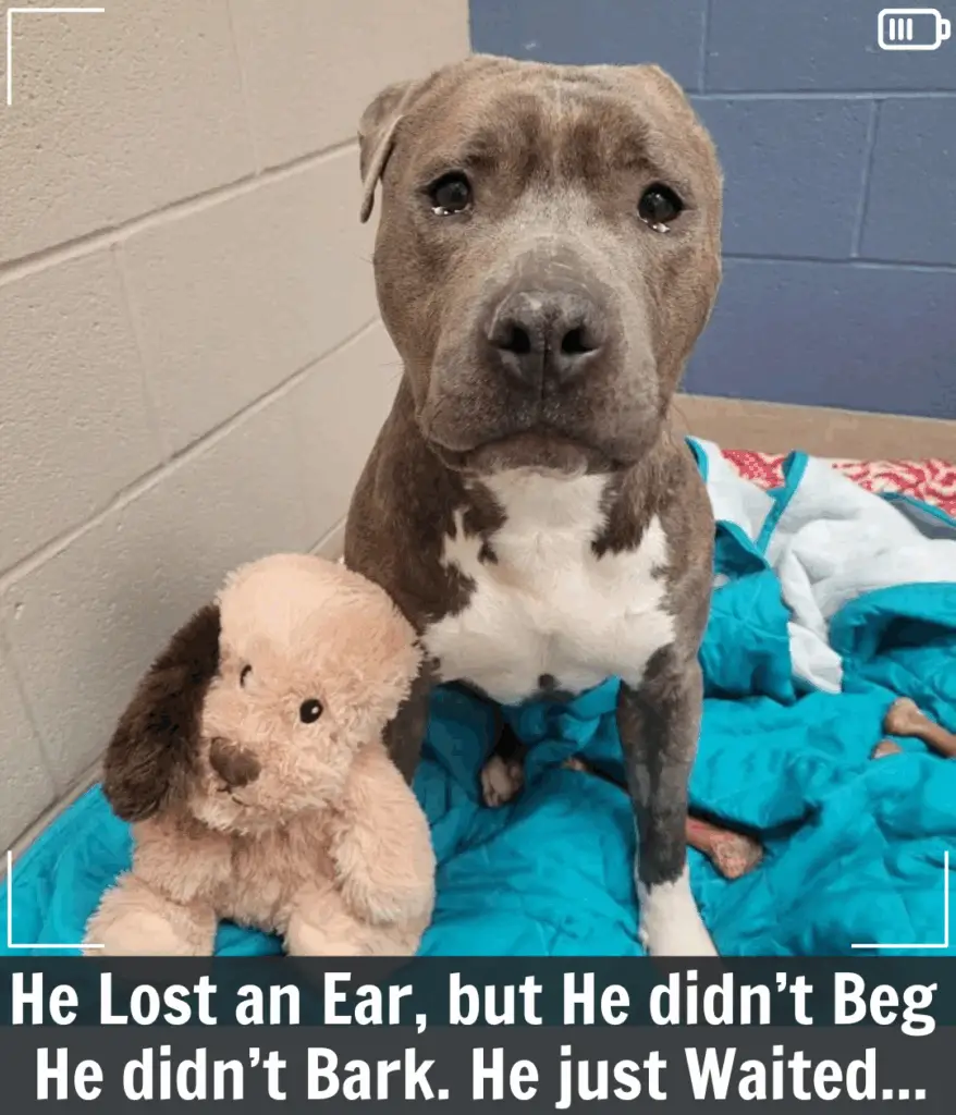 Dog With a Missing Ear Finds Hope and Love in His Forever Home - Floor ...