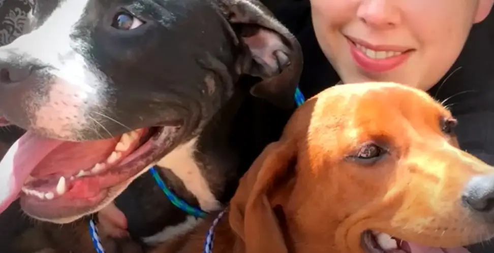 Heartwarming Photo Reunites Dogs with Compassionate New Owners ...