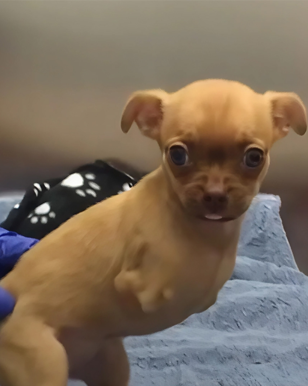 Tiny Dog Born Without Front Legs Goes From Street to Forever Home ...