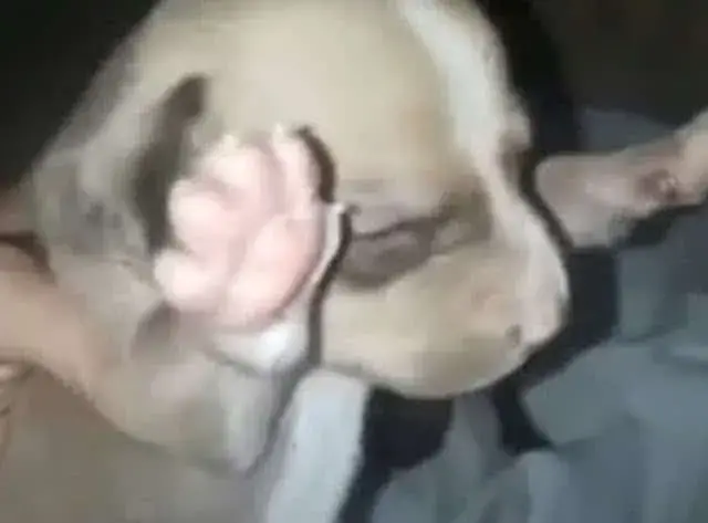Courageous Mother Dog Fights for Her Puppies After Being Abandoned on ...