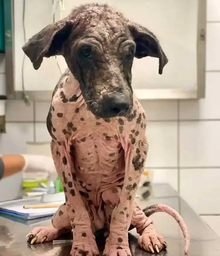 From Chains to Comfort: Gema’s Inspiring Journey of Transformation ...