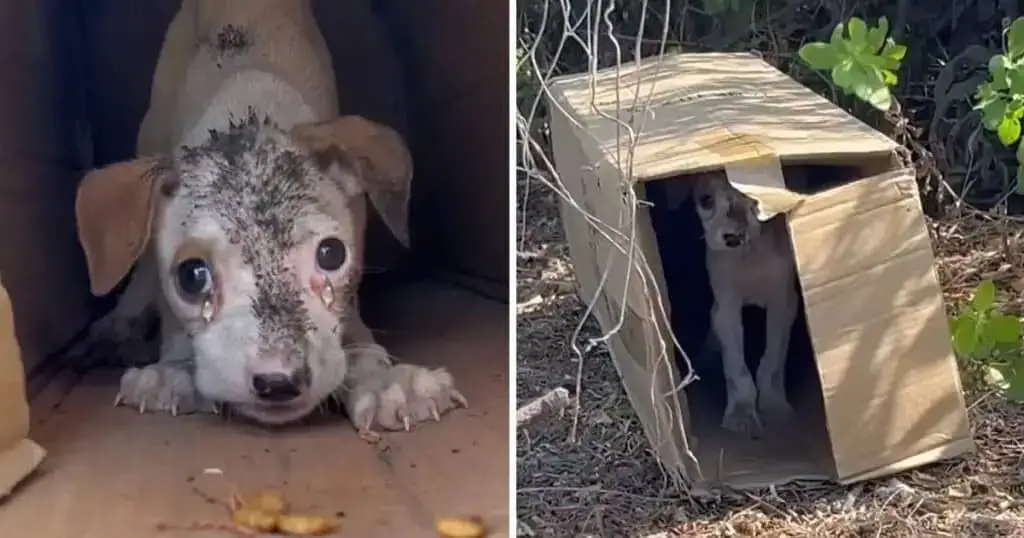 A Stray Dog’s Resilience: Finding Hope in a Cardboard Box - Floor ...