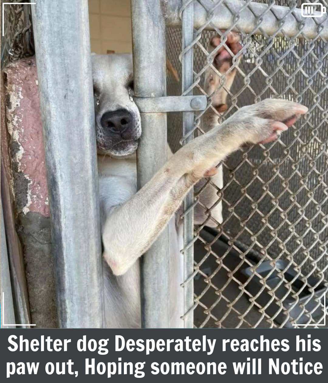 Lancer’s Story: The Shelter Dog Who Reached Out for Love and Finally ...