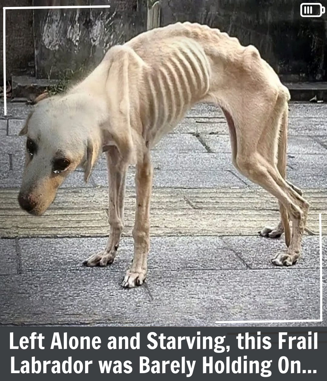 Abandoned Labrador, Starved and Forgotten, Finds Hope After Dramatic ...