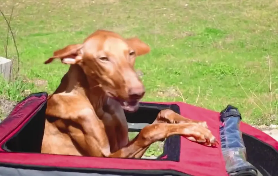 Too Weak to Stand, Too Thin to Survive—But This Dog’s Will to Live ...