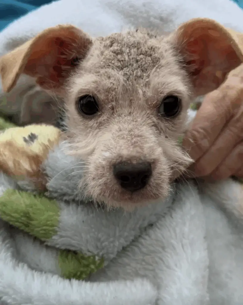 Little Girl Cries With Joy After Reuniting With the Puppy She Saved ...