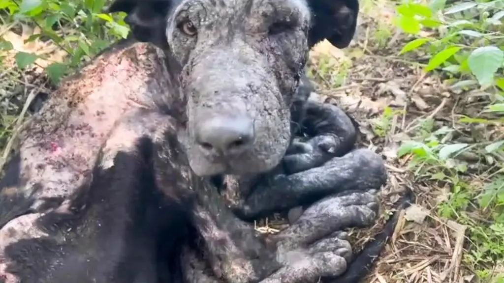 From Despair to Hope: Brave Rescue Saves Critically Ill German Shepherd ...