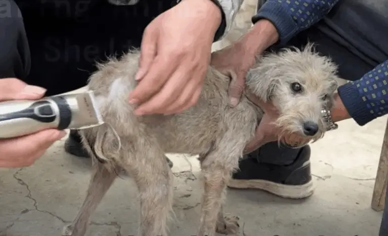 Heartfelt Rescue: Stray Dog’s Journey from Hopelessness to Happiness ...
