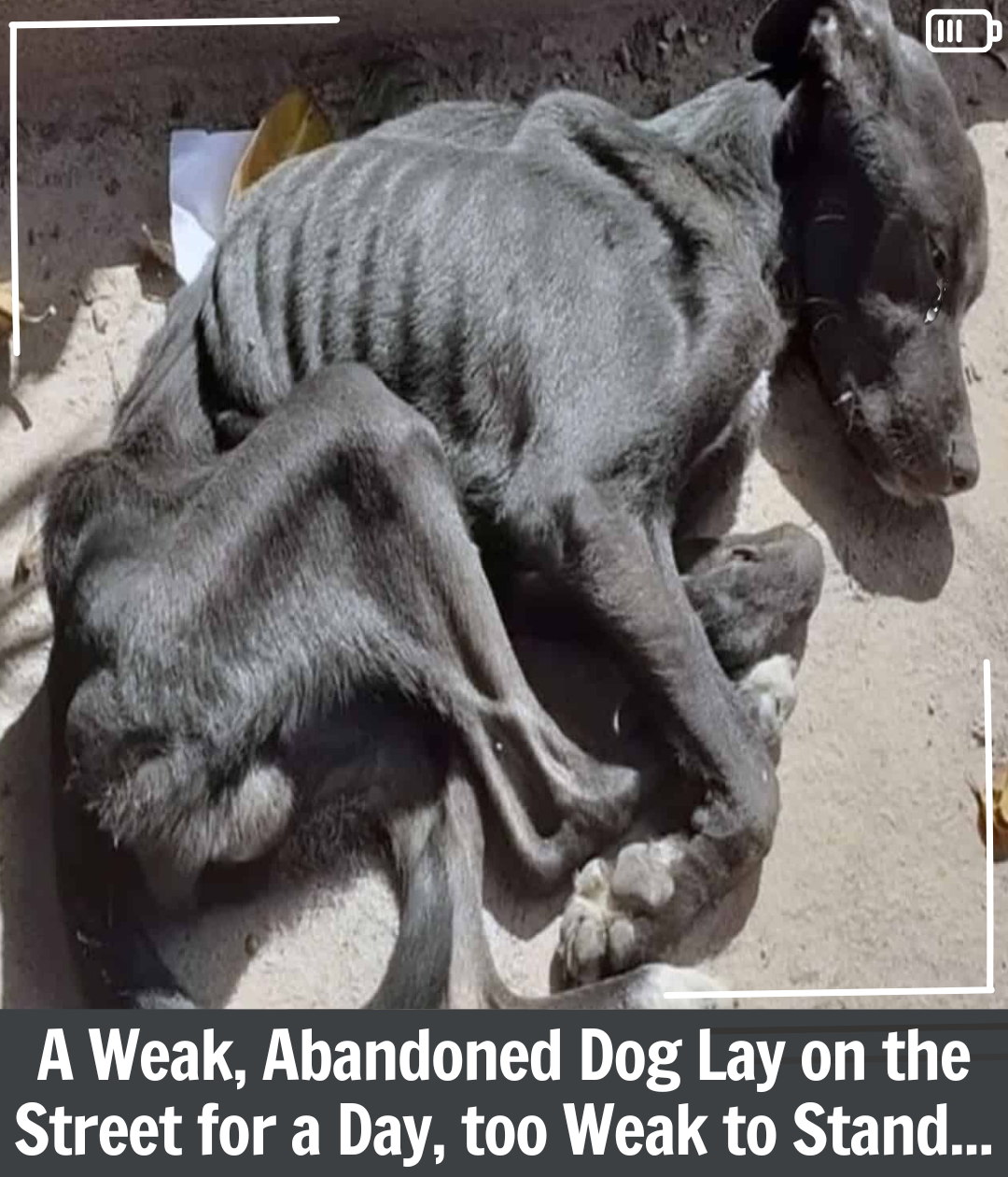 From Despair to Joy: The Emotional Journey of a Rescued Dog Who Finally ...