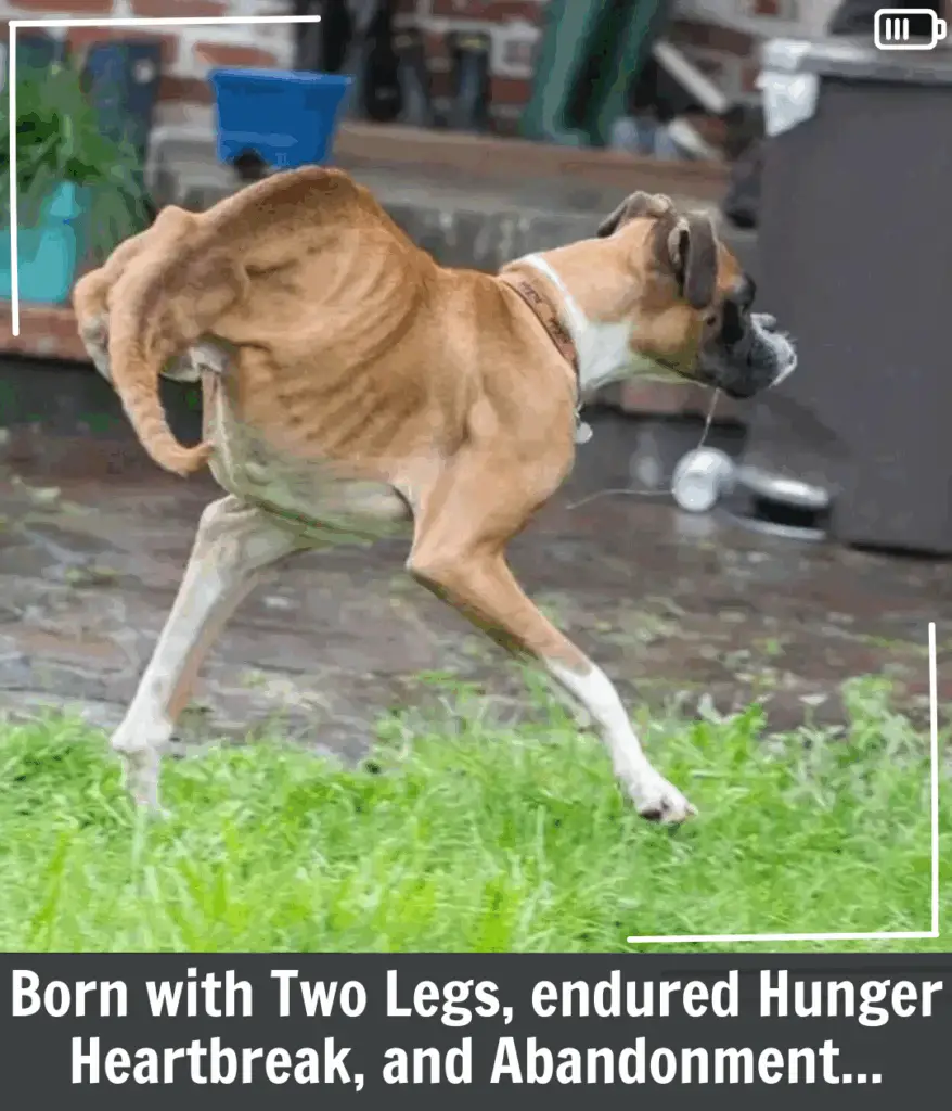 Dog’s Remarkable Journey: Two-Legged Boxer Duncan Inspires Millions ...