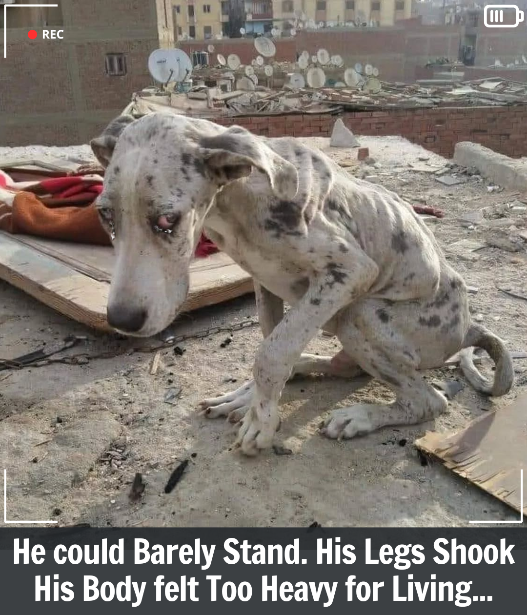 Angelo’s Story: A Starving Great Dane Who Found Hope, Healing, and a ...