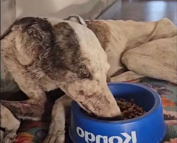 From Neglect to Nurture: Noah’s Triumph Over Adversity Inspires Animal ...