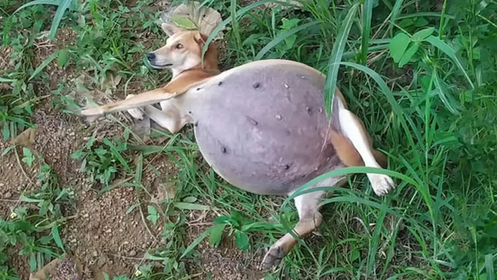 Rescue Team Saves Distressed Stray Dog, Highlighting the Power of ...