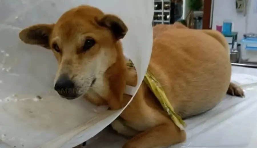 Rescue Team Saves Distressed Stray Dog, Highlighting the Power of ...