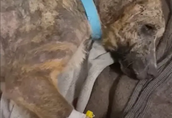 Beryl’s Road to Recovery: How a Fragile Dog Found Strength, Safety, and ...